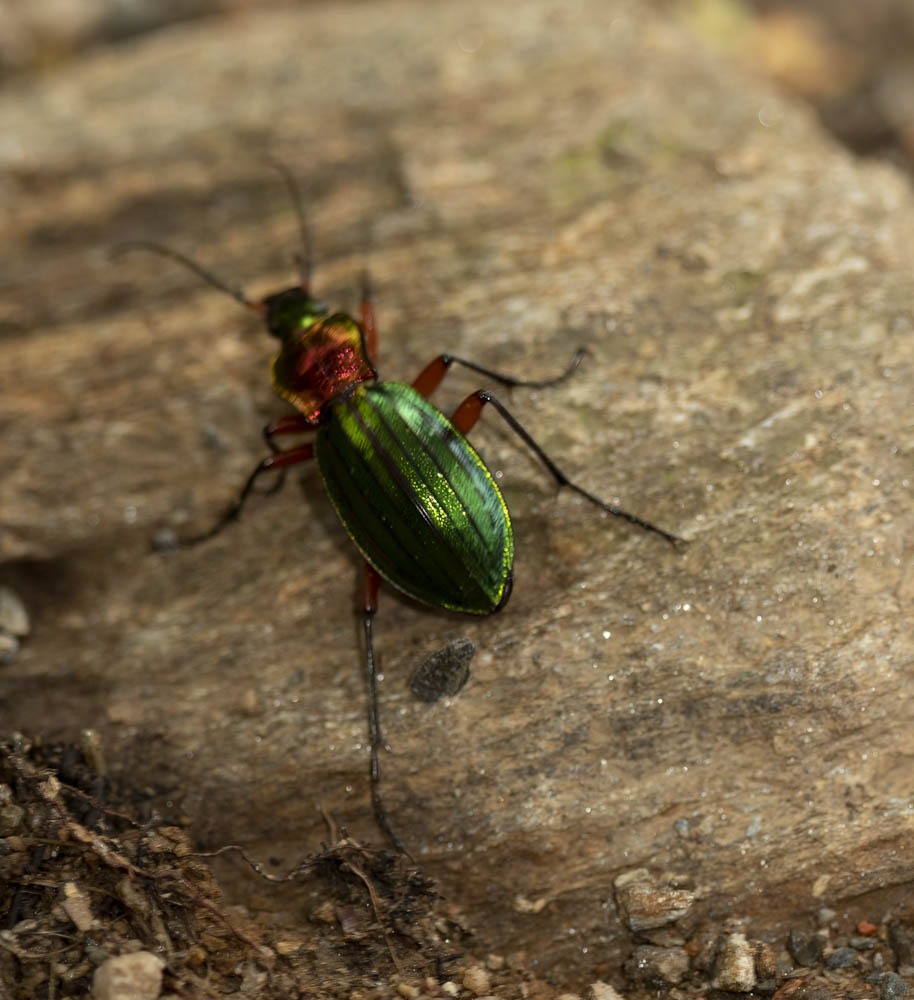 Réf. 308552 — INSECTA > Coleoptera > Carabidae > Carabus (Chrysocarabus ...