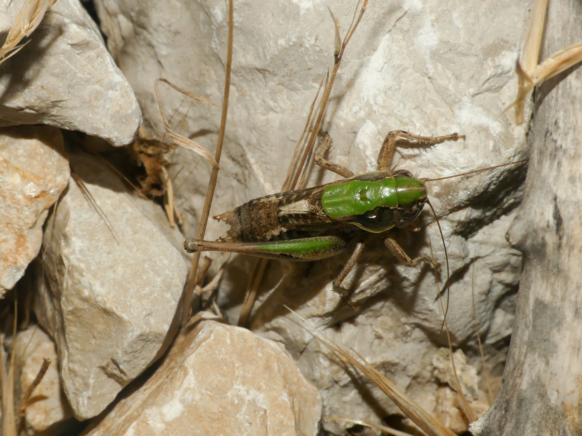 Réf. 309618 — INSECTA > Orthoptera > Tettigoniidae > Amedegnatiana ...