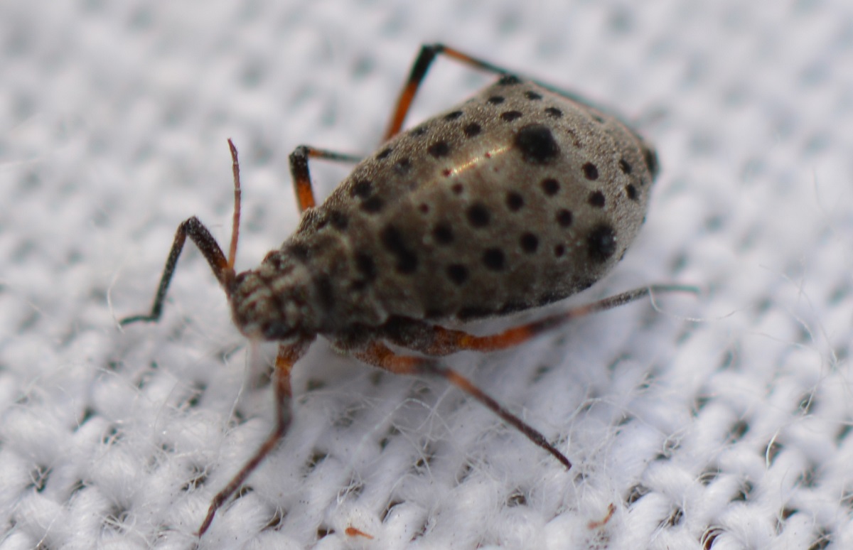 Réf. 309858 — INSECTA > Homoptera > Aphididae > Tuberolachnus ...