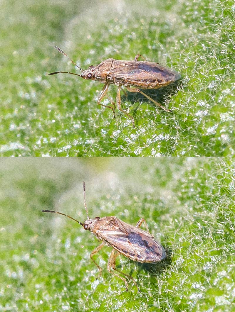 Réf. 309432 — INSECTA > Heteroptera > Lygaeidae > Nysius sp. - www ...