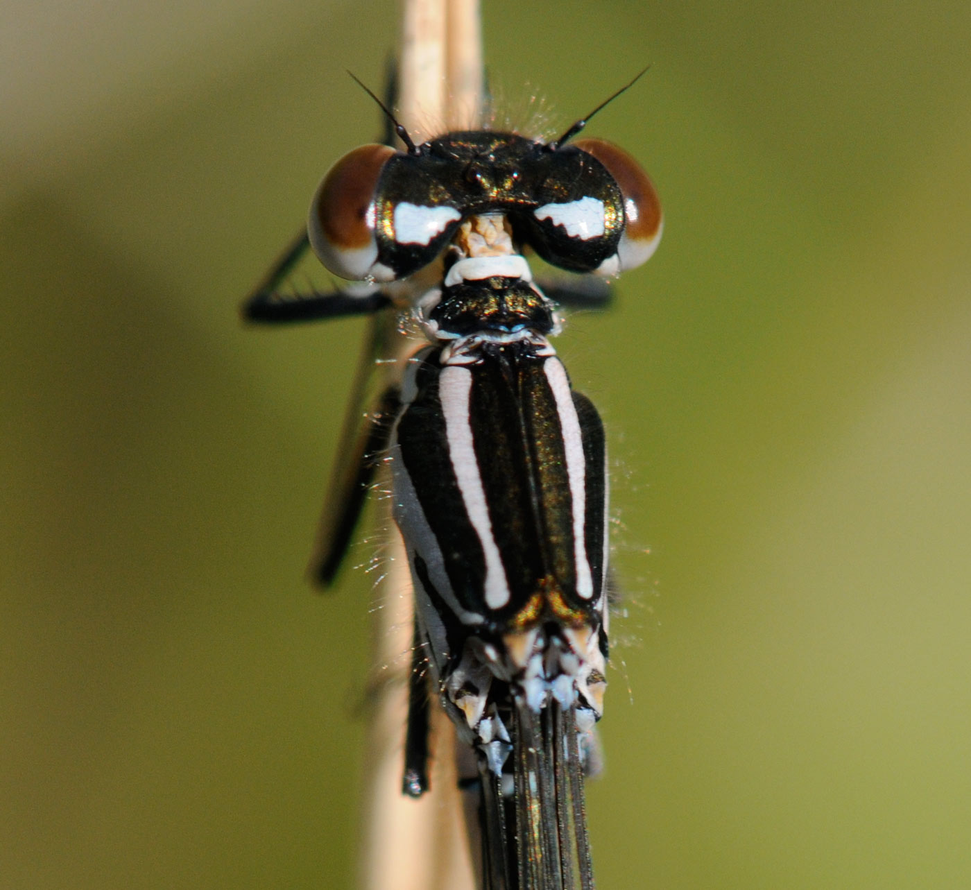 Réf. 31336 — INSECTA > Odonata > Coenagrionidae > Coenagrion puella ...