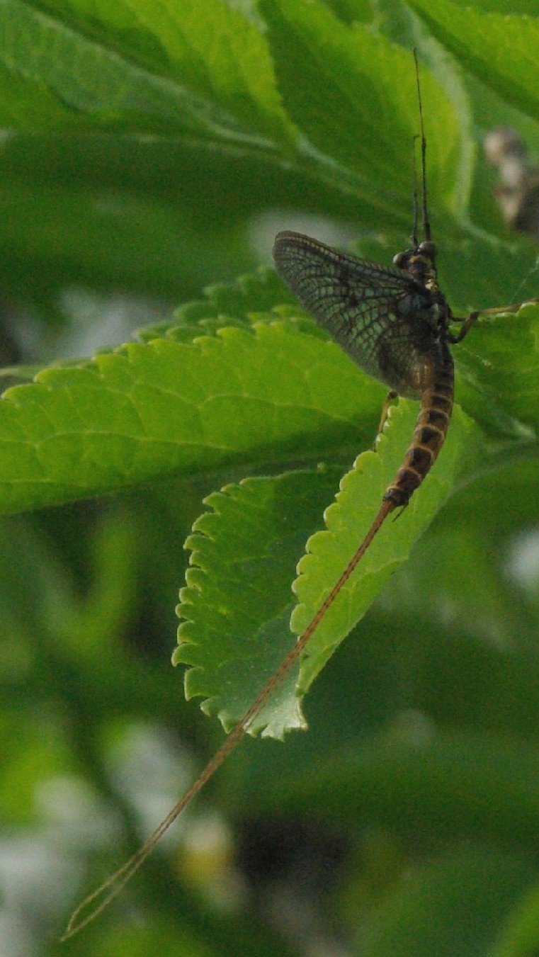 Réf. 31776 — INSECTA > Ephemeroptera > Ephemeridae > Ephemera vulgata ...