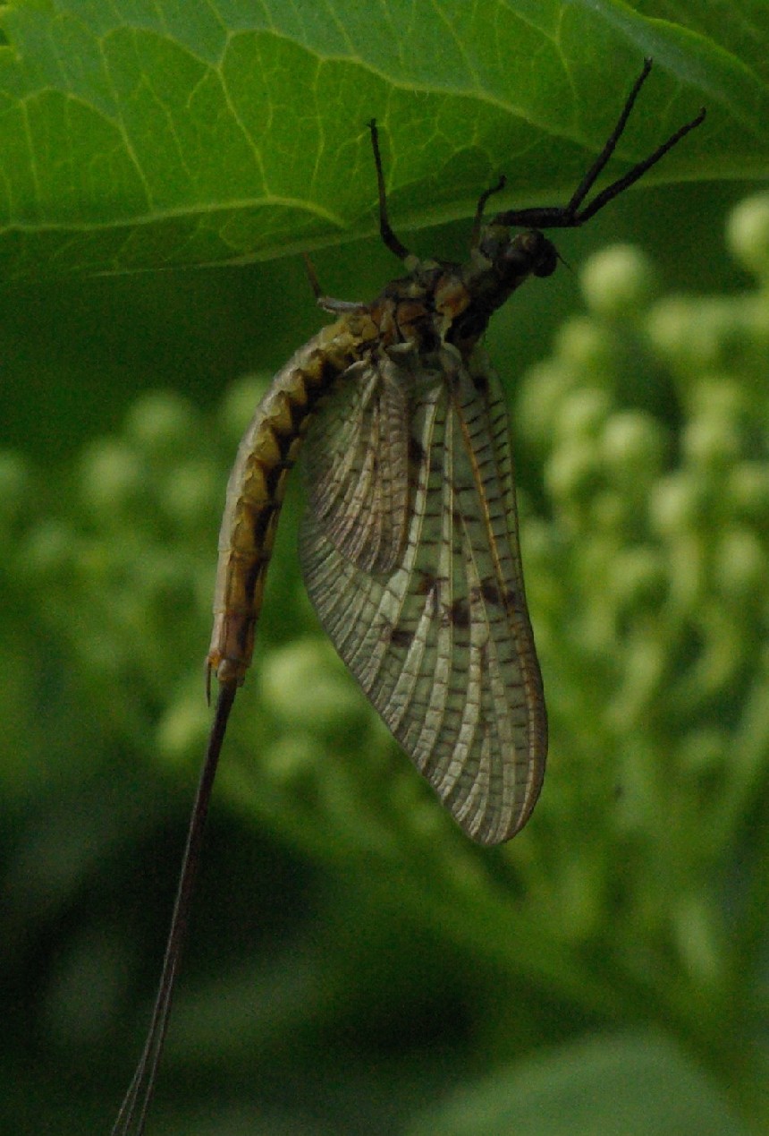 Réf. 31801 — INSECTA > Ephemeroptera > Ephemeridae > Ephemera vulgata ...