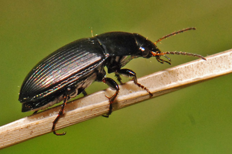 Réf. 31907 — INSECTA > Coleoptera > Carabidae > Amara (Amara) sp. - www ...