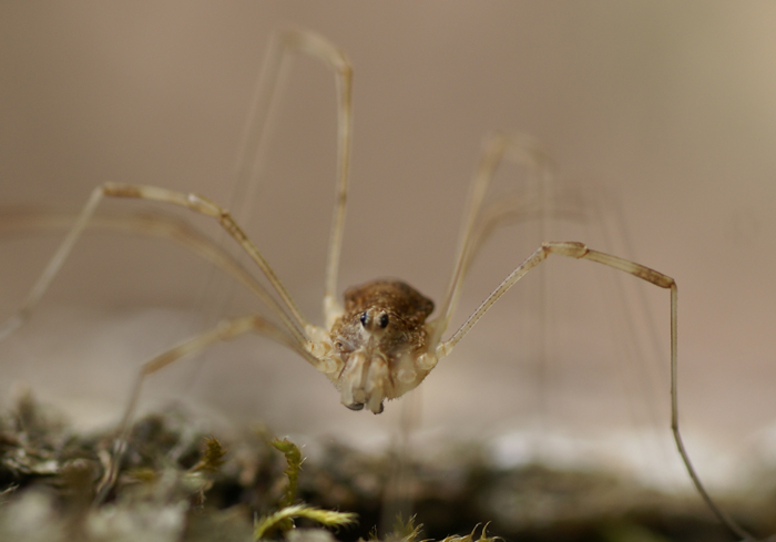 Réf. 31626 — ARACHNIDA > Opiliones > Phalangiidae > Rilaena ...