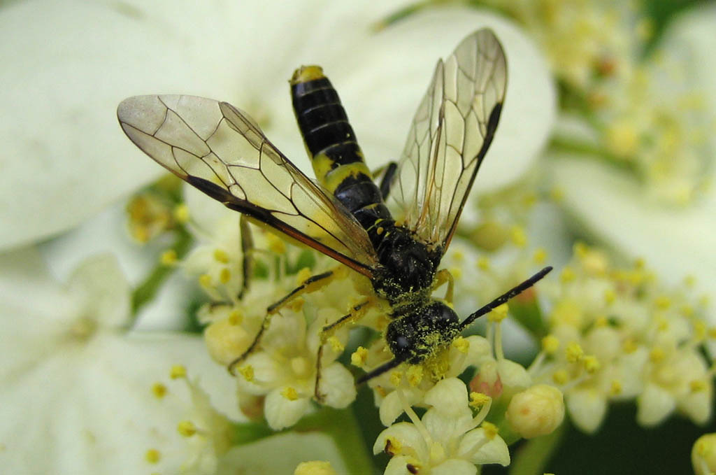 Réf. 31432 — INSECTA > Hymenoptera > Tenthredinidae > Tenthredo ...