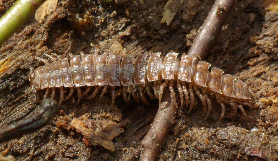 Réf. 31037 — DIPLOPODA > Polydesmida > Polydesmidae > Polydesmus sp ...