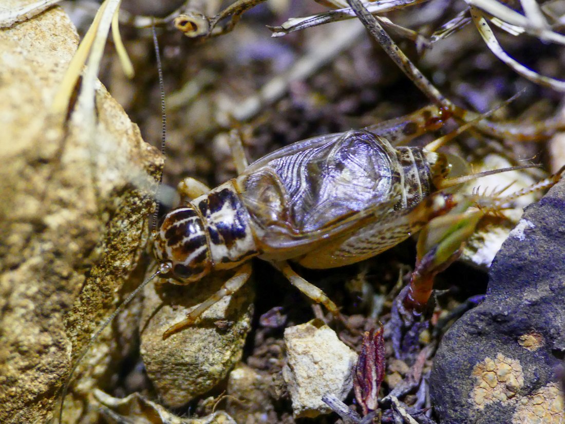 Réf. 310284 — INSECTA > Orthoptera > Gryllidae > Eugryllodes pipiens ...