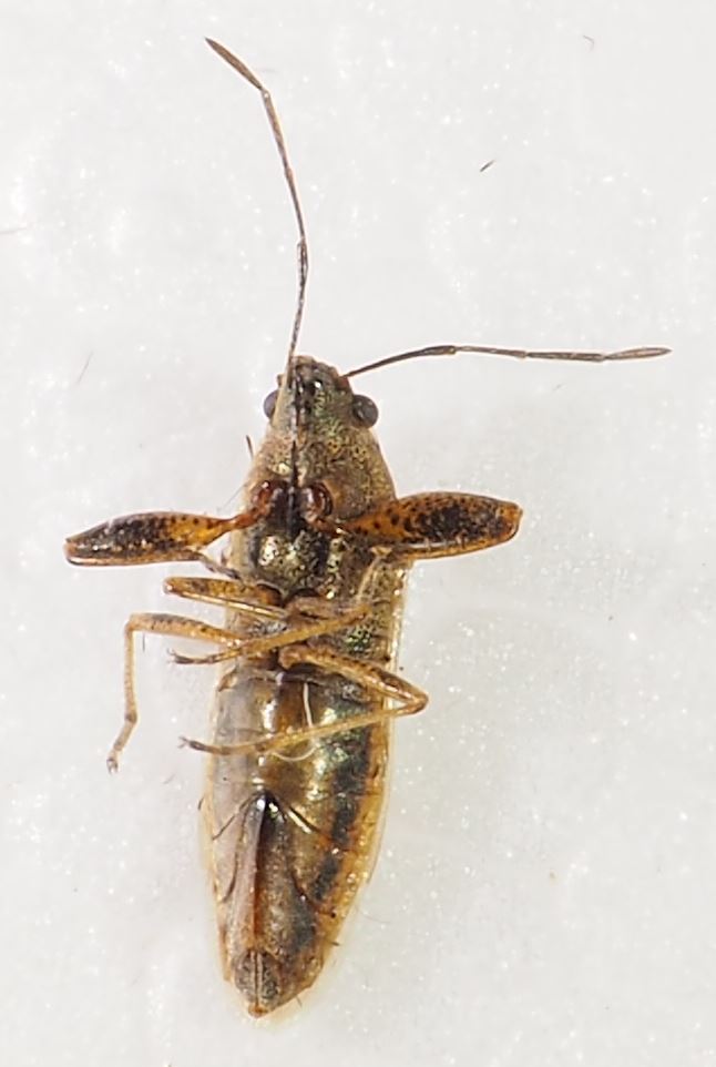 Réf. 310318 — INSECTA > Heteroptera > Pachygronthidae > Oedancala sp ...