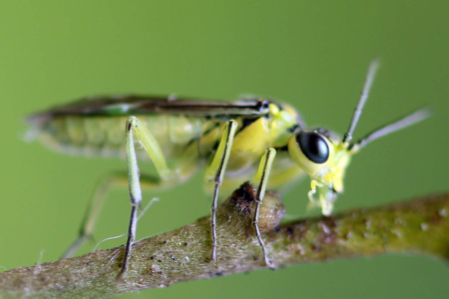 Réf. 310980 — INSECTA > Hymenoptera > Tenthredinidae > Rhogogaster ...
