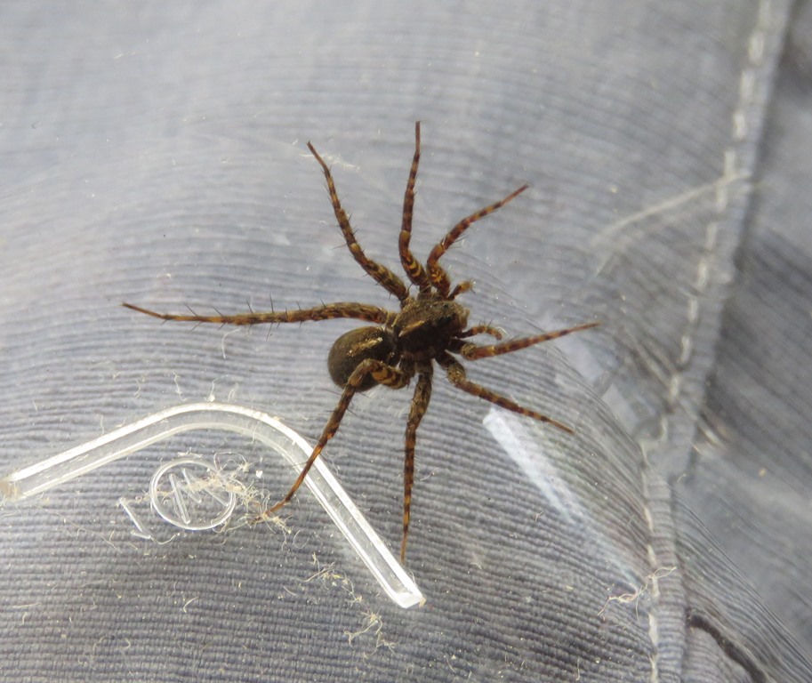 Réf. 310673 — ARACHNIDA > Araneae > Lycosidae > Pardosa sp. - www ...