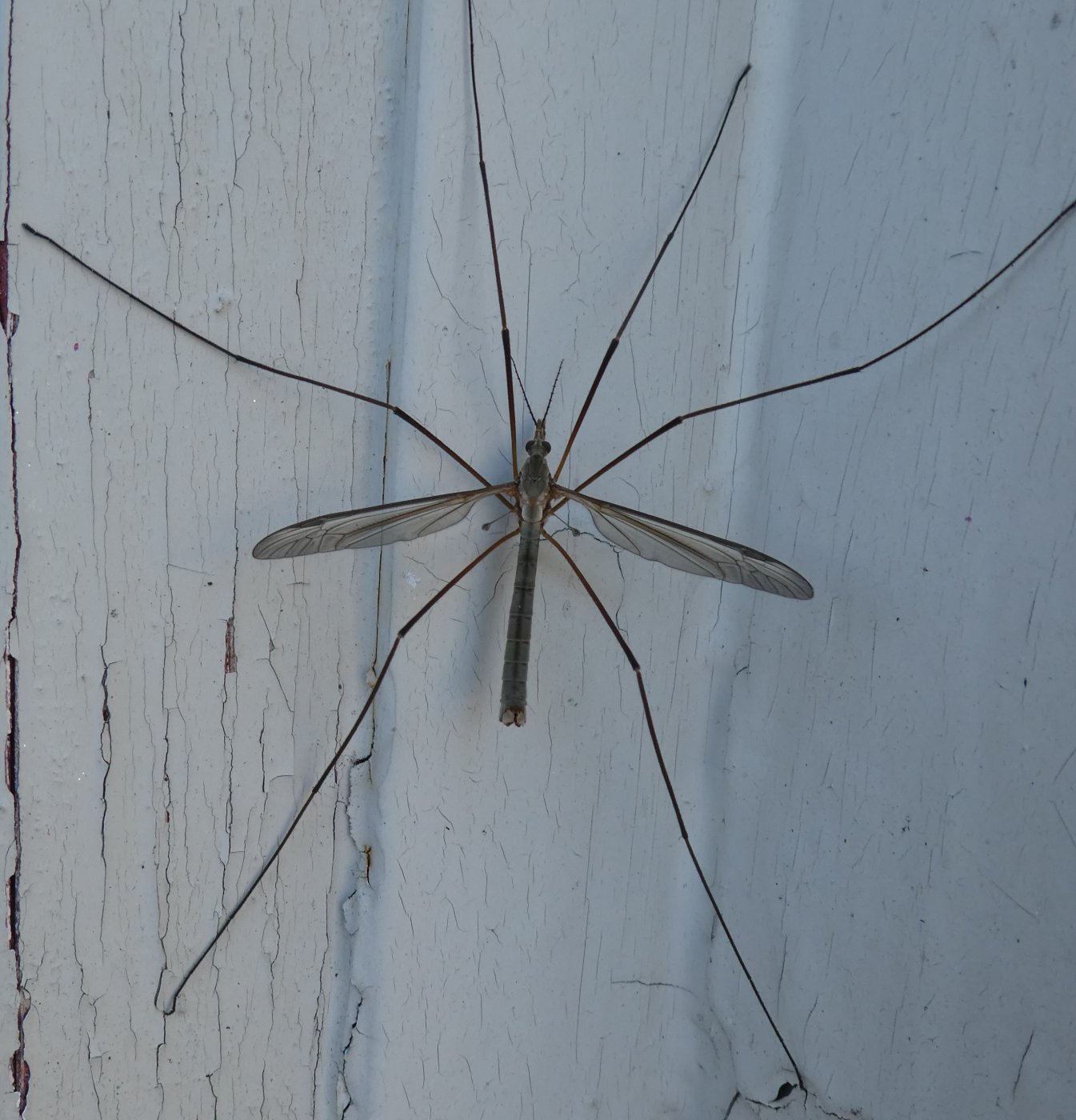 Réf. 310632 — INSECTA > Diptera > Tipulidae > Tipula (Tipula) paludosa ...