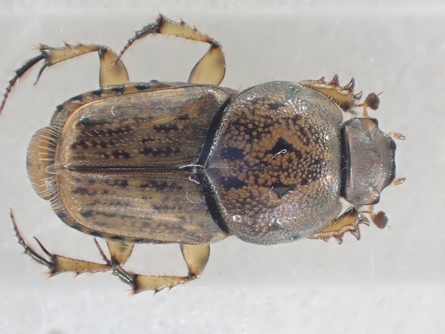 Réf. 310704 — INSECTA > Coleoptera > Scarabaeidae > Euoniticellus ...