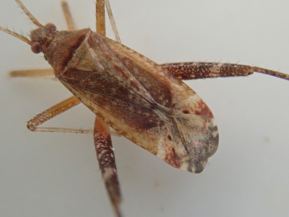 Réf. 310160 — INSECTA > Heteroptera > Miridae > Phytocoris sp. - www ...