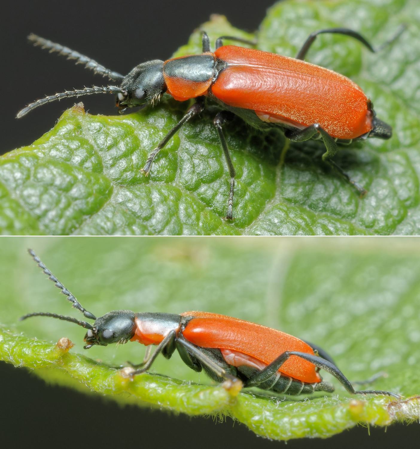 Réf. 310657 — INSECTA > Coleoptera > Melyridae > Anthocomus rufus - www ...