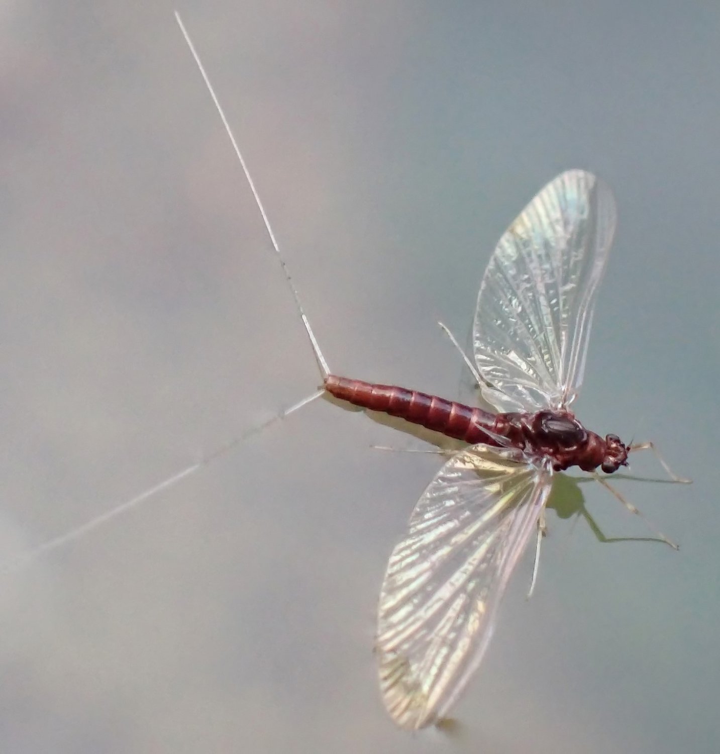 Réf. 310203 — INSECTA > Ephemeroptera > Baetidae > Baetinae inconnu ...