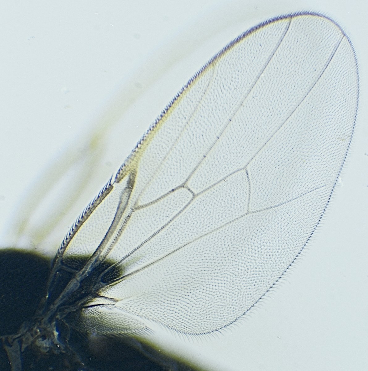 Réf. 311802 — INSECTA > Diptera > Chloropidae > Polyodaspis ruficornis ...