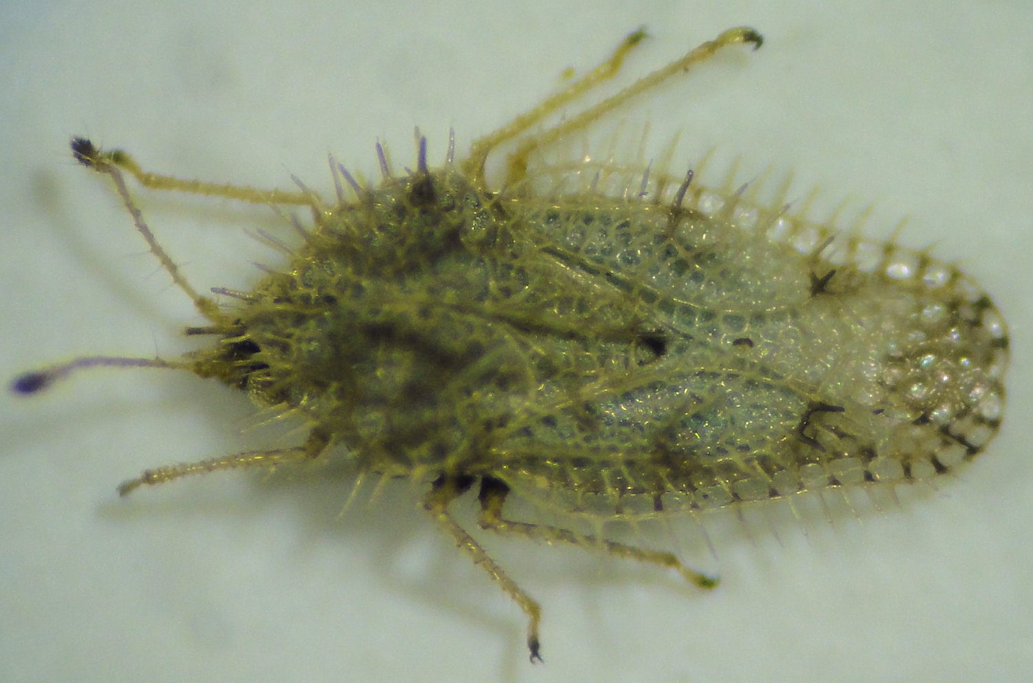 Réf. 311744 — INSECTA > Heteroptera > Tingidae > Urentius chobauti ...