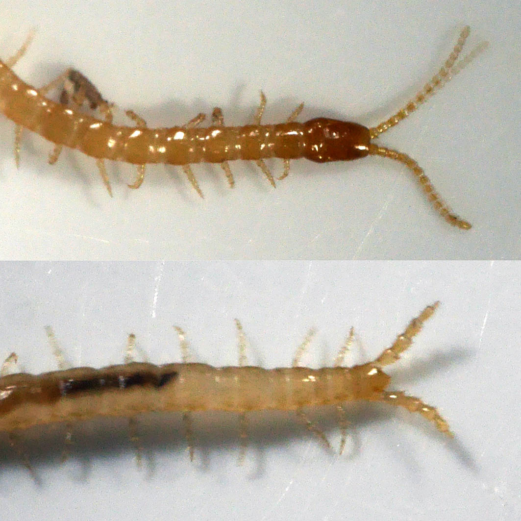 Réf. 312386 — CHILOPODA > Geophilomorpha > Schendylidae > Schendyla ...