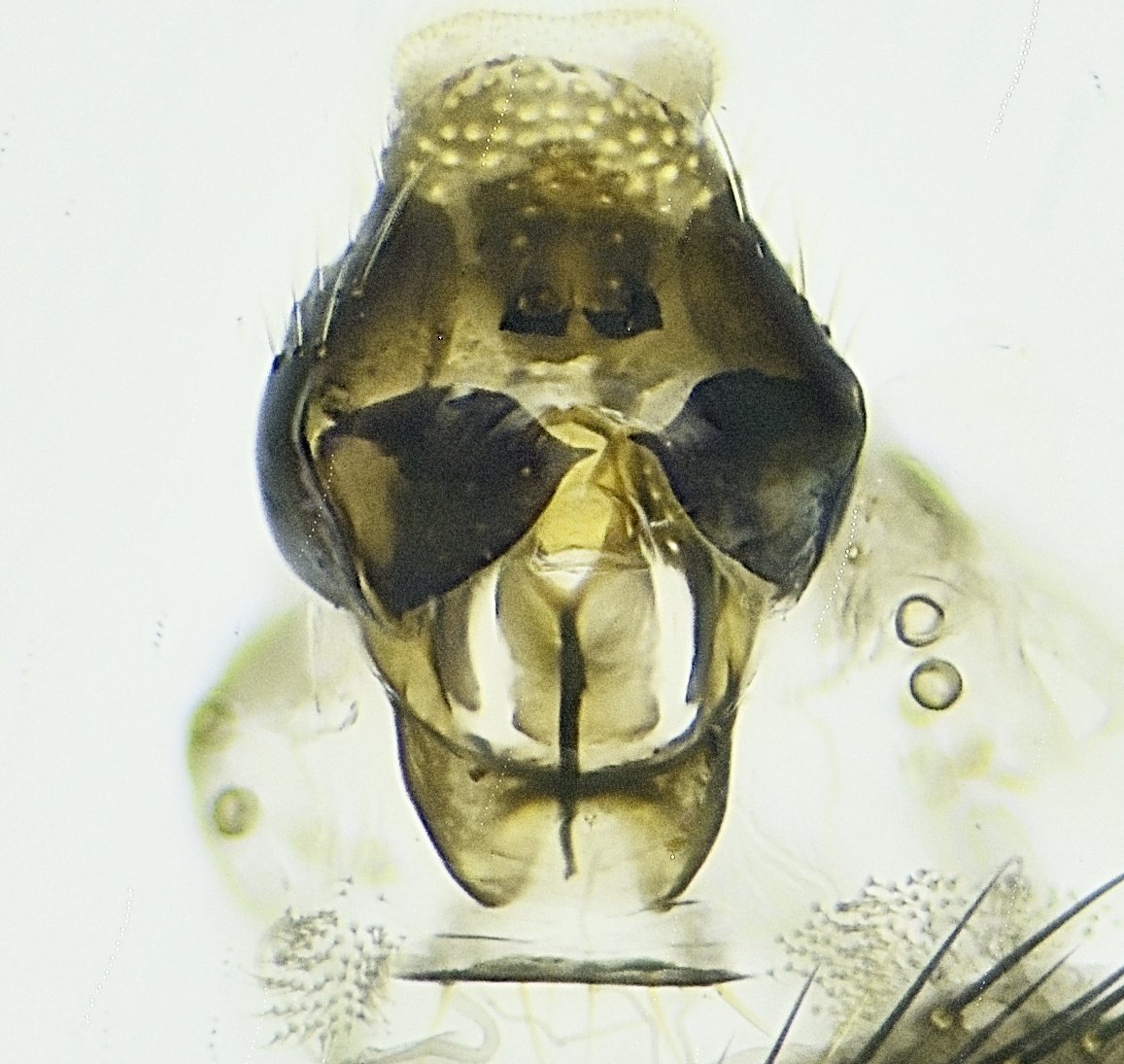 Réf. 312221 — INSECTA > Diptera > Chloropidae > Polyodaspis ruficornis ...