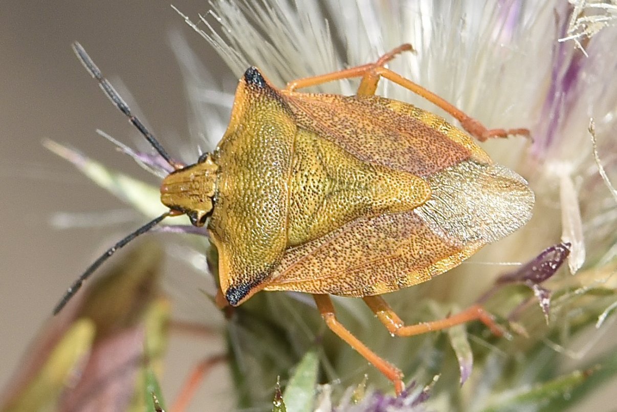 Réf. 312701 — INSECTA > Heteroptera > Pentatomidae > Carpocoris ...