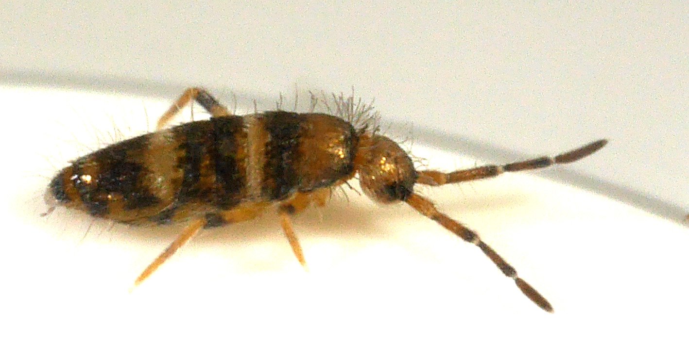 Willowsia platani (Entognatha, Collembola, Entomobryidae) - www.galerie ...