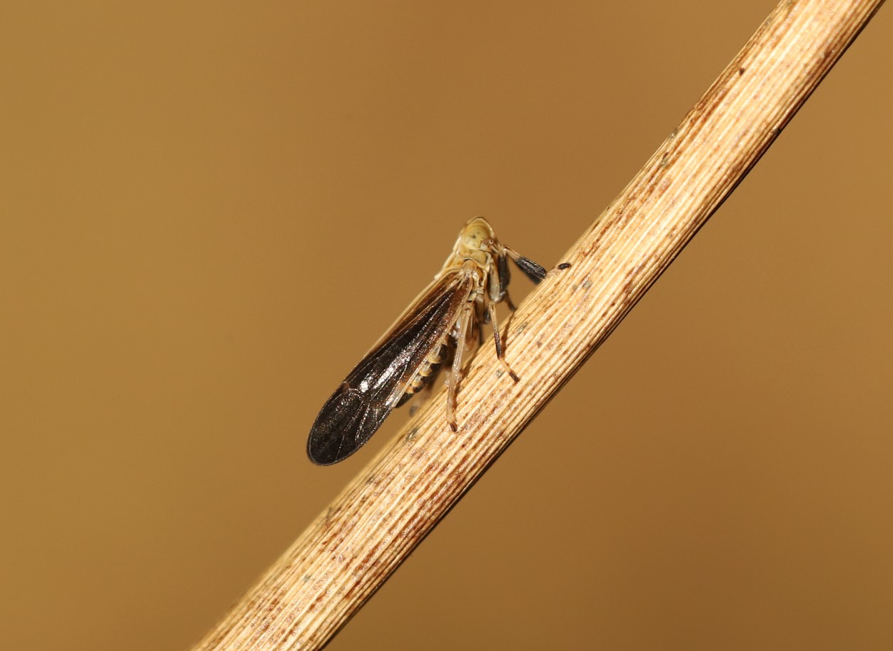 Réf. 313950 — INSECTA > Homoptera > Delphacidae > Stenocranus ...