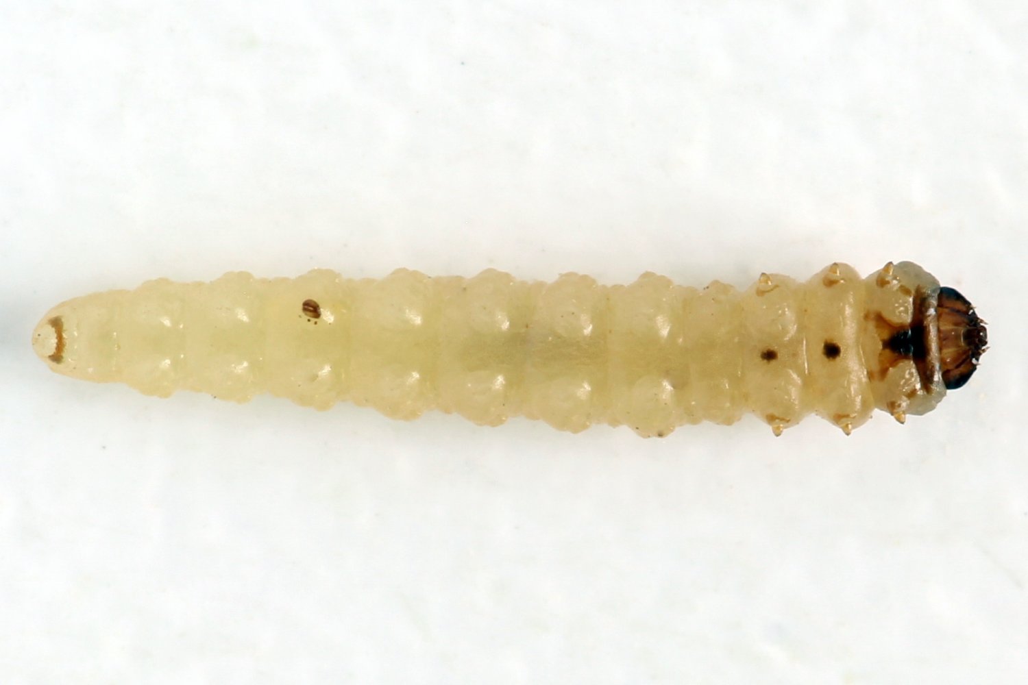 Réf. 313742 — INSECTA > Hymenoptera > Tenthredinidae > Heterarthrus ...