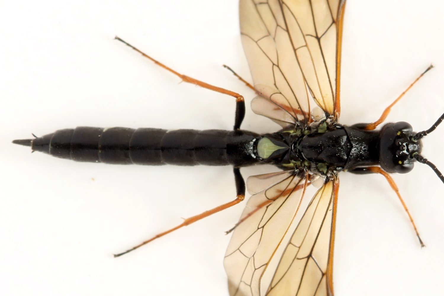 Réf. 313453 — INSECTA > Hymenoptera > Cephidae > Phylloecus niger - www ...