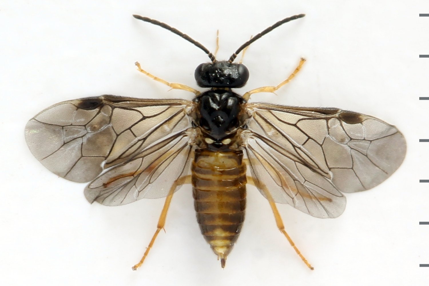 Réf. 313679 — INSECTA > Hymenoptera > Tenthredinidae > Metallus ...