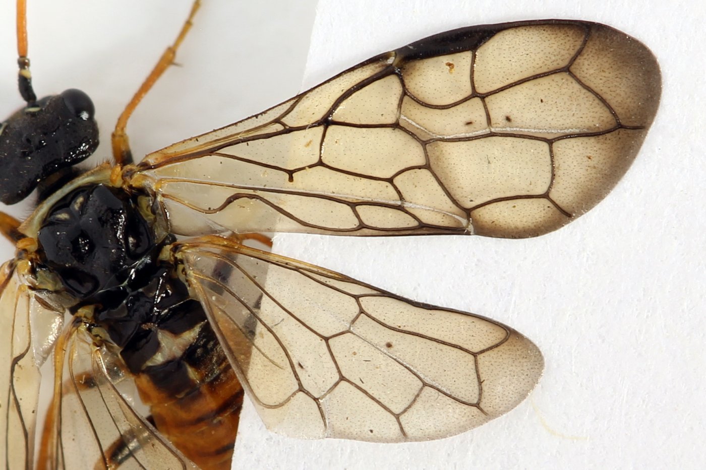 Réf. 313865 — INSECTA > Hymenoptera > Pamphiliidae > Cephalcia alpina ...