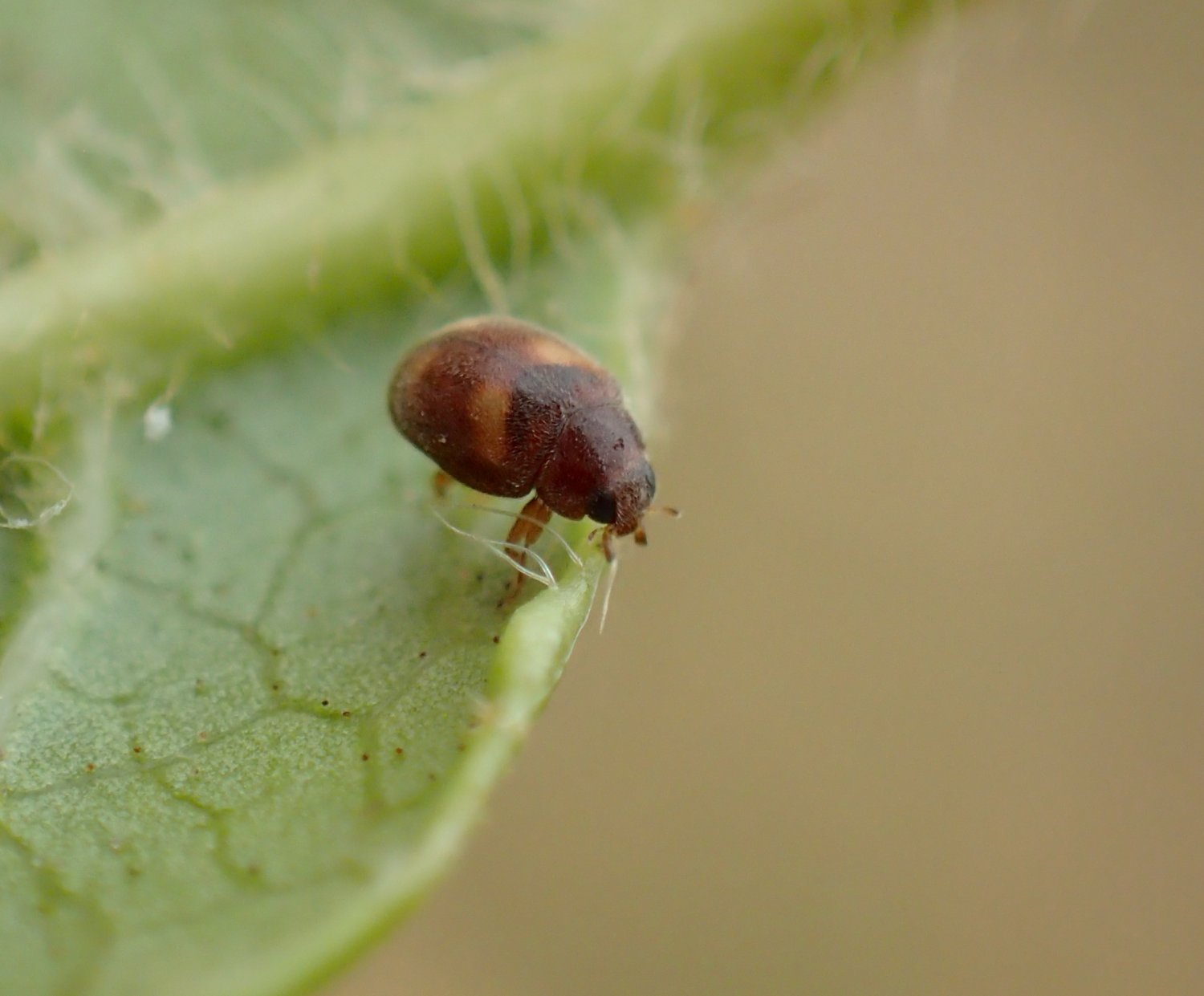 Réf. 313032 — INSECTA > Coleoptera > Coccinellidae > Nephus (Nephus ...