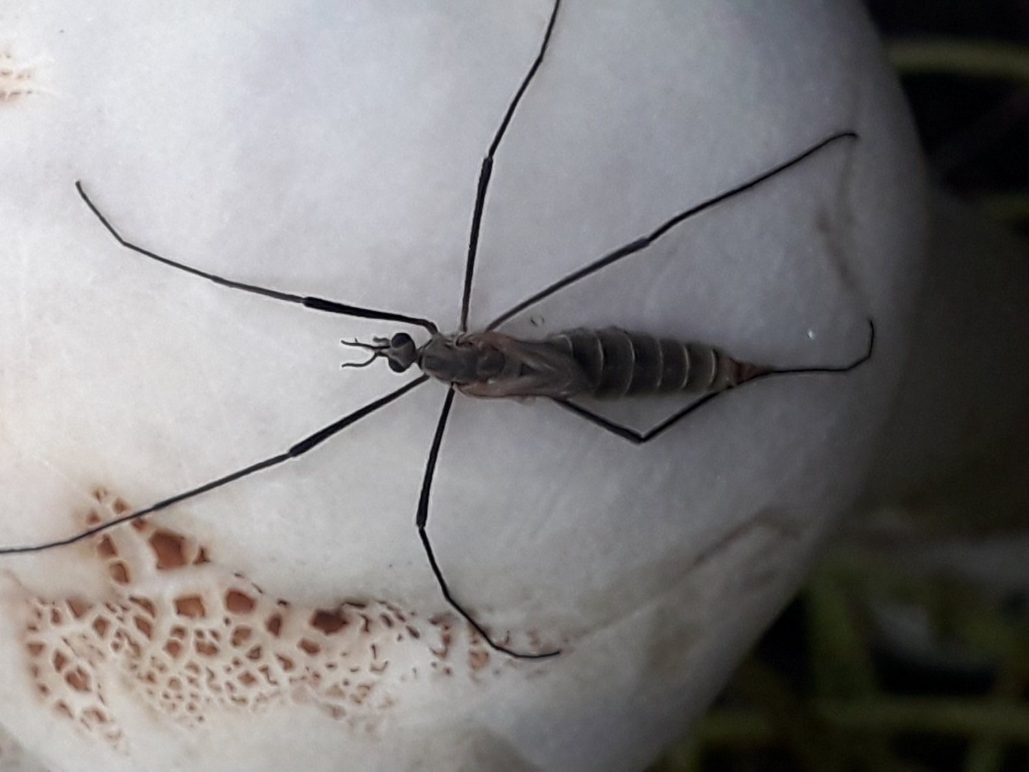 Réf. 314176 — INSECTA > Diptera > Tipulidae > Tipula (Savtshenkia ...