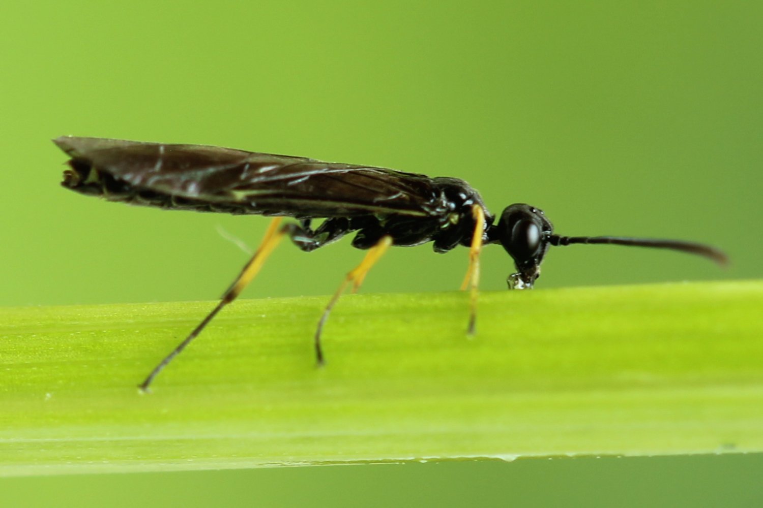 Réf. 314220 — INSECTA > Hymenoptera > Cephidae > Cephus brachycercus ...