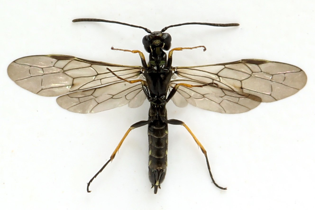 Réf. 314201 — INSECTA > Hymenoptera > Cephidae > Cephus brachycercus ...