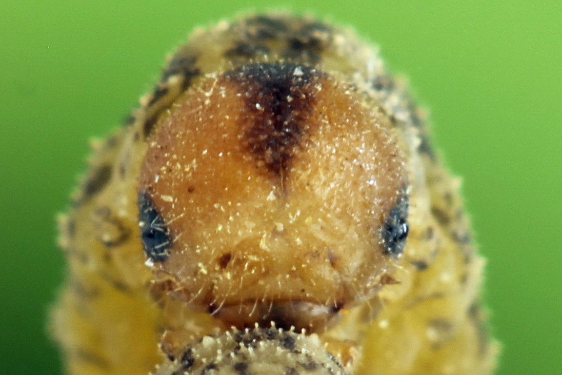 Réf. 314086 — INSECTA > Hymenoptera > Tenthredinidae > Rhogogaster ...