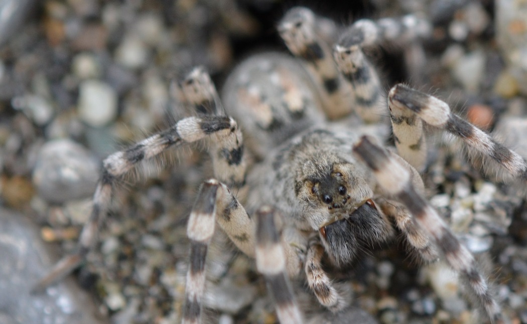 Réf. 314845 — ARACHNIDA > Araneae > Lycosidae > Arctosa cinerea - www ...