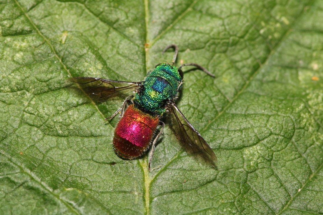 Réf. 314297 — INSECTA > Hymenoptera > Chrysididae > Chrysis comparata ...