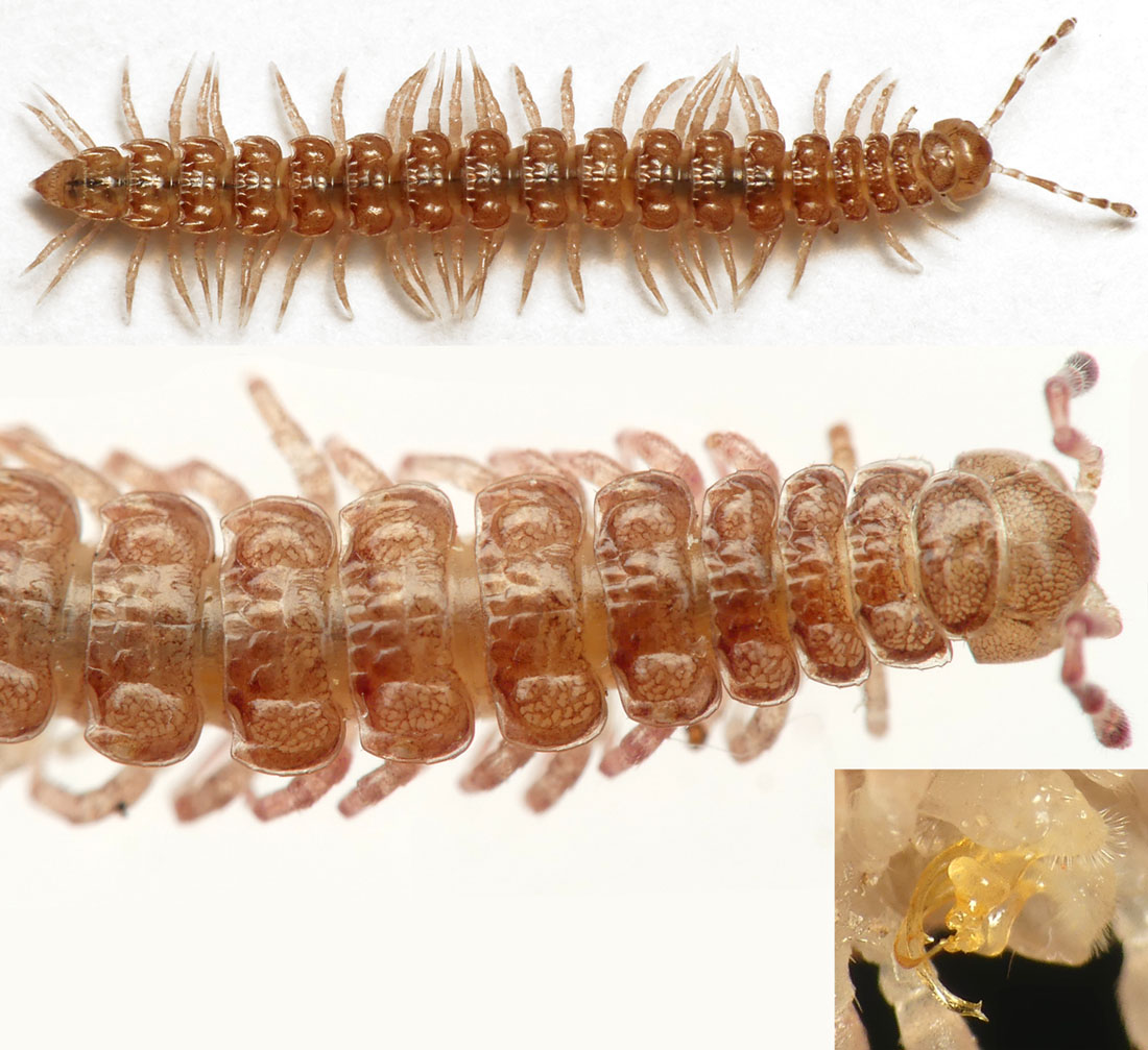 Réf. 314303 — DIPLOPODA > Polydesmida > Polydesmidae > Propolydesmus ...