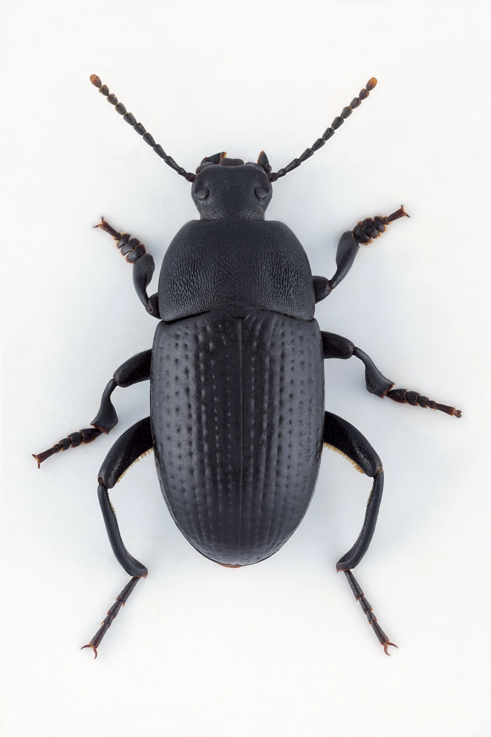 Réf. 314855 — INSECTA > Coleoptera > Tenebrionidae > Pedinus (Pedinus ...