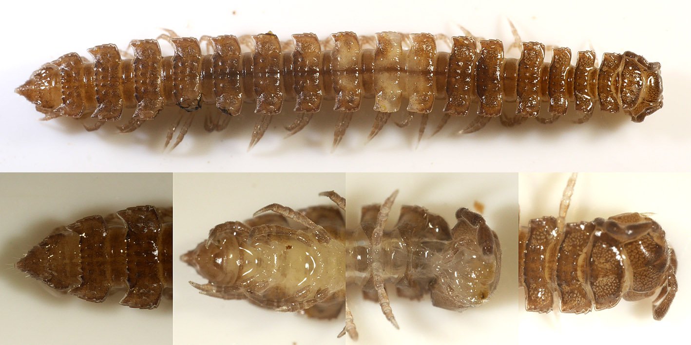 Réf. 315808 — DIPLOPODA > Polydesmida > Polydesmidae > Polydesmus sp ...