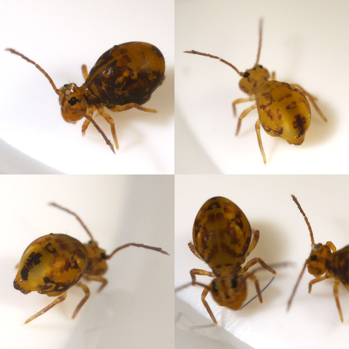 Dicyrtomina ornata (Entognatha, Collembola, Dicyrtomidae) - www.galerie ...