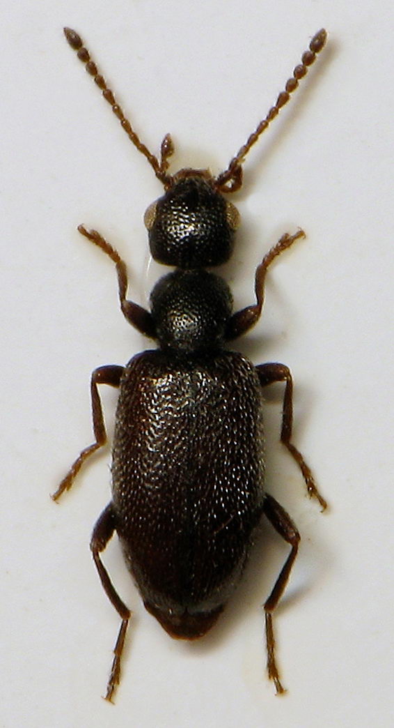 Réf. 315806 — INSECTA > Coleoptera > Anthicidae > Anthicus luteicornis ...