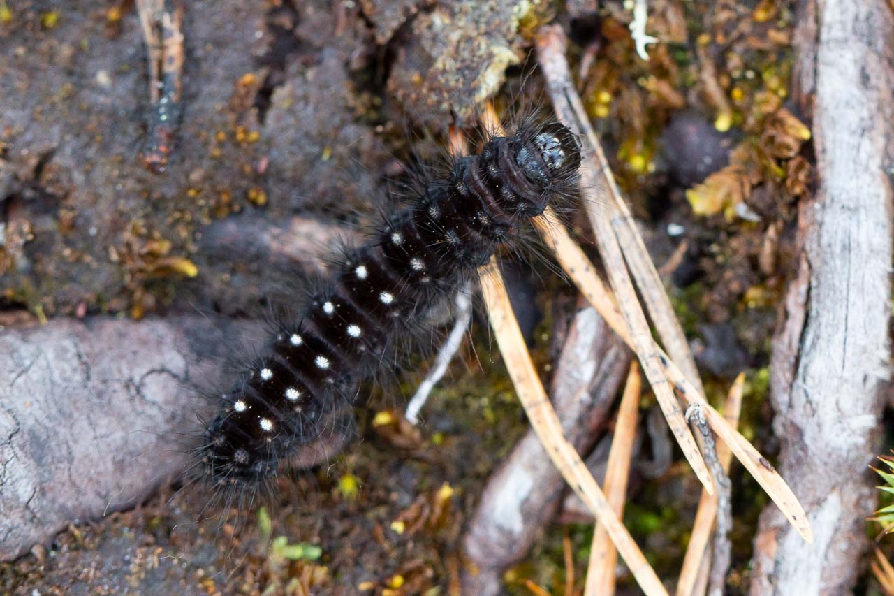 Réf. 315710 — INSECTA > Lepidoptera > Noctuidae > Acronicta (Viminia ...