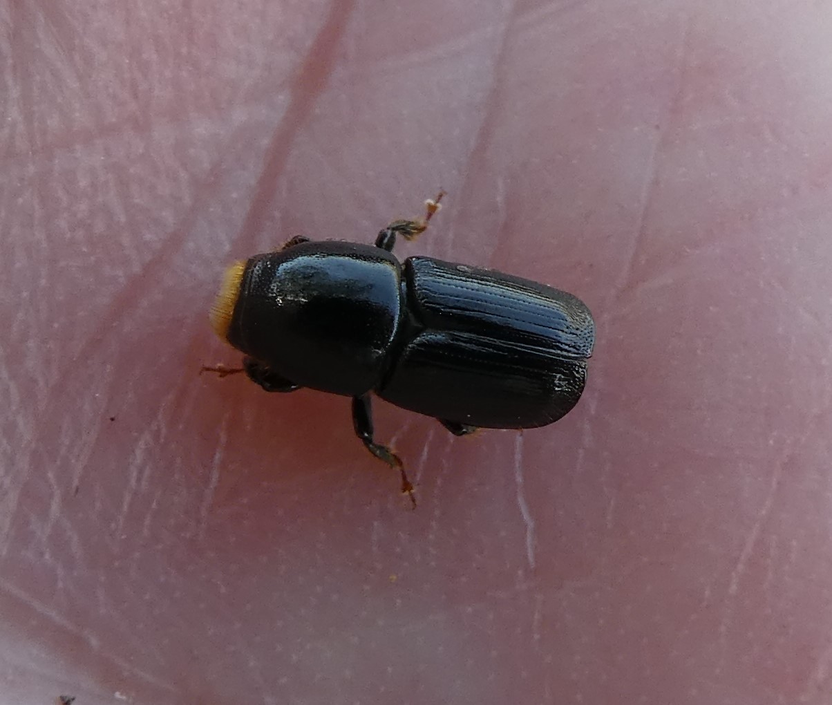 Réf. 315251 — INSECTA > Coleoptera > Curculionidae > Scolytus ...