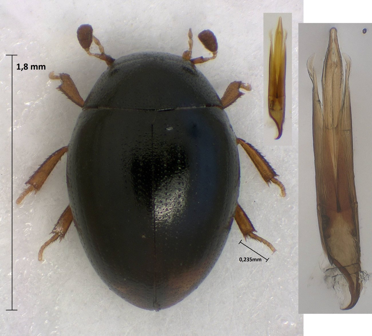 Réf. 315292 — INSECTA > Coleoptera > Hydrophilidae > Megasternum ...