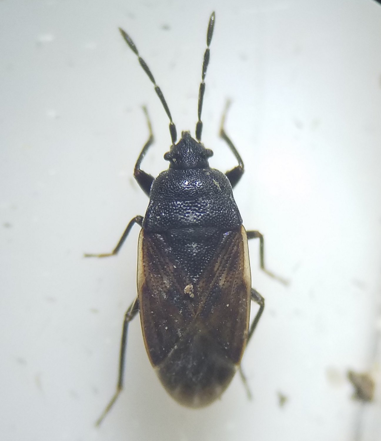 Réf. 316668 — INSECTA > Heteroptera > Rhyparochromidae > Drymus ...