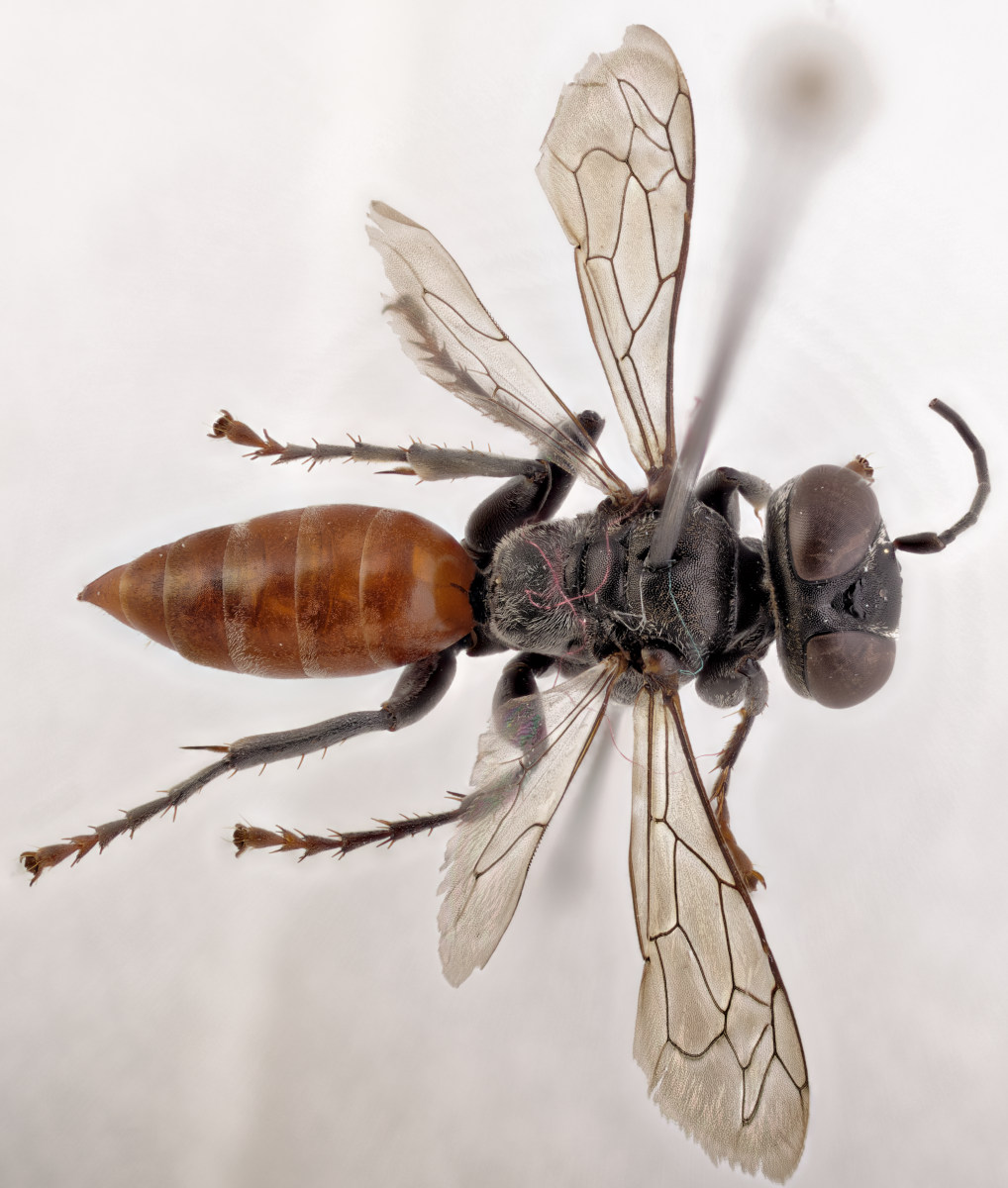 Réf. 316971 — INSECTA > Hymenoptera > Crabronidae > Tachysphex ...