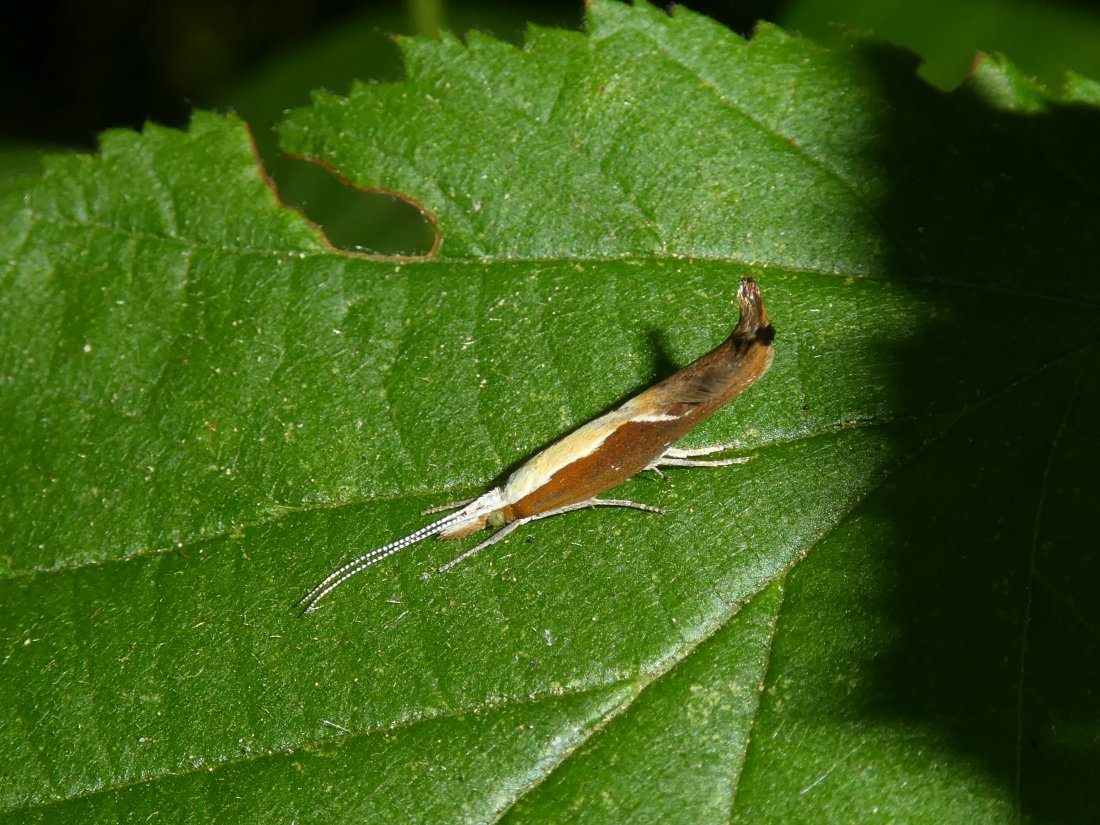 Réf. 316926 — INSECTA > Lepidoptera > Ypsolophidae > Ypsolopha dentella ...