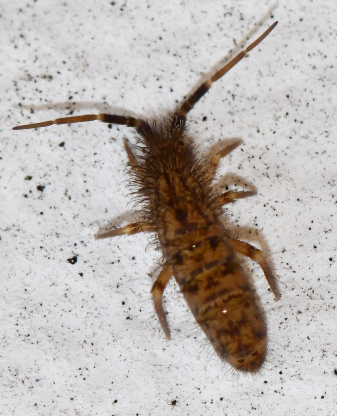 Réf. 316833 — ENTOGNATHA > Collembola > Entomobryidae > Orchesella ...
